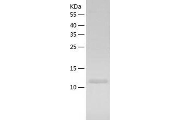 LAMTOR2 Proteins LAMTOR2 Proteins